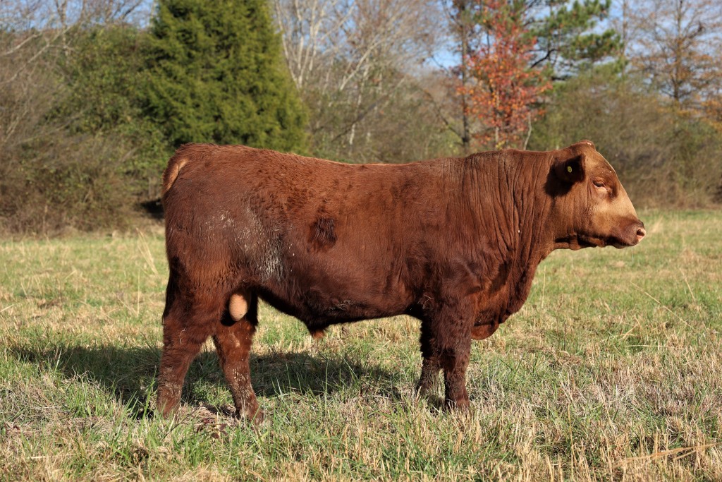 Red Angus | Arkansas Bull Sale