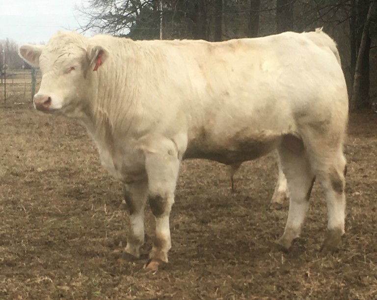Charolais Bulls | Arkansas Bull Sale