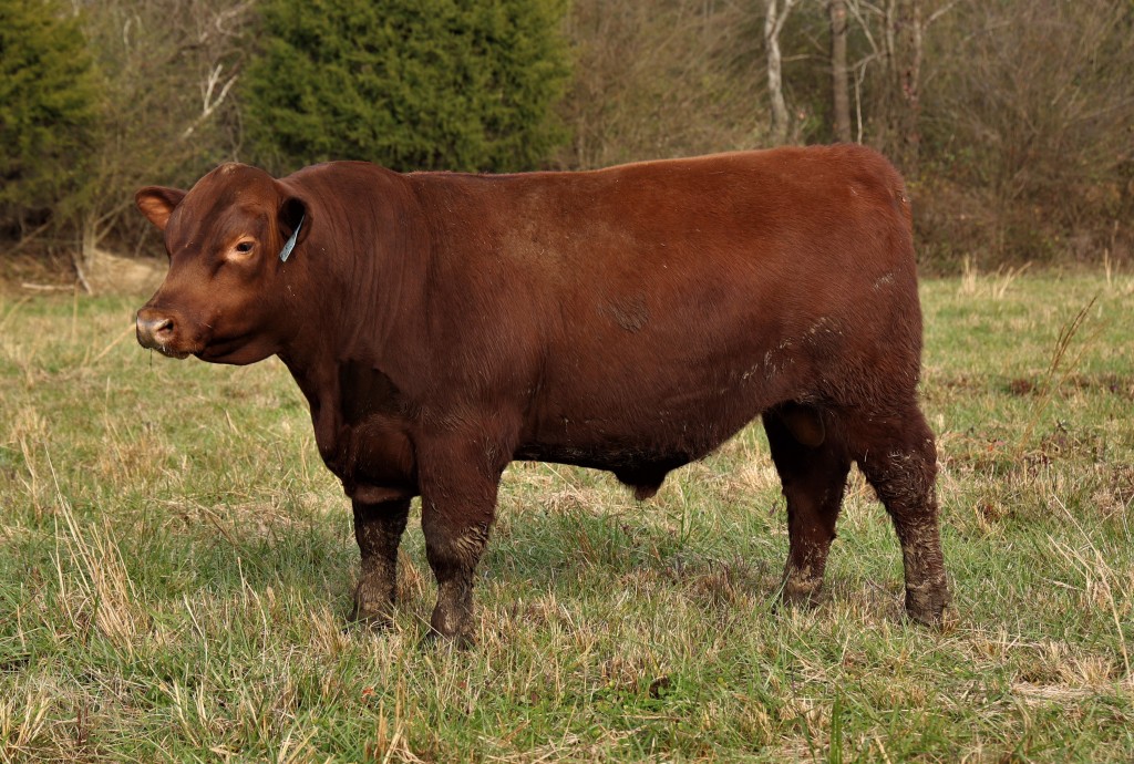 Red Angus | Arkansas Bull Sale